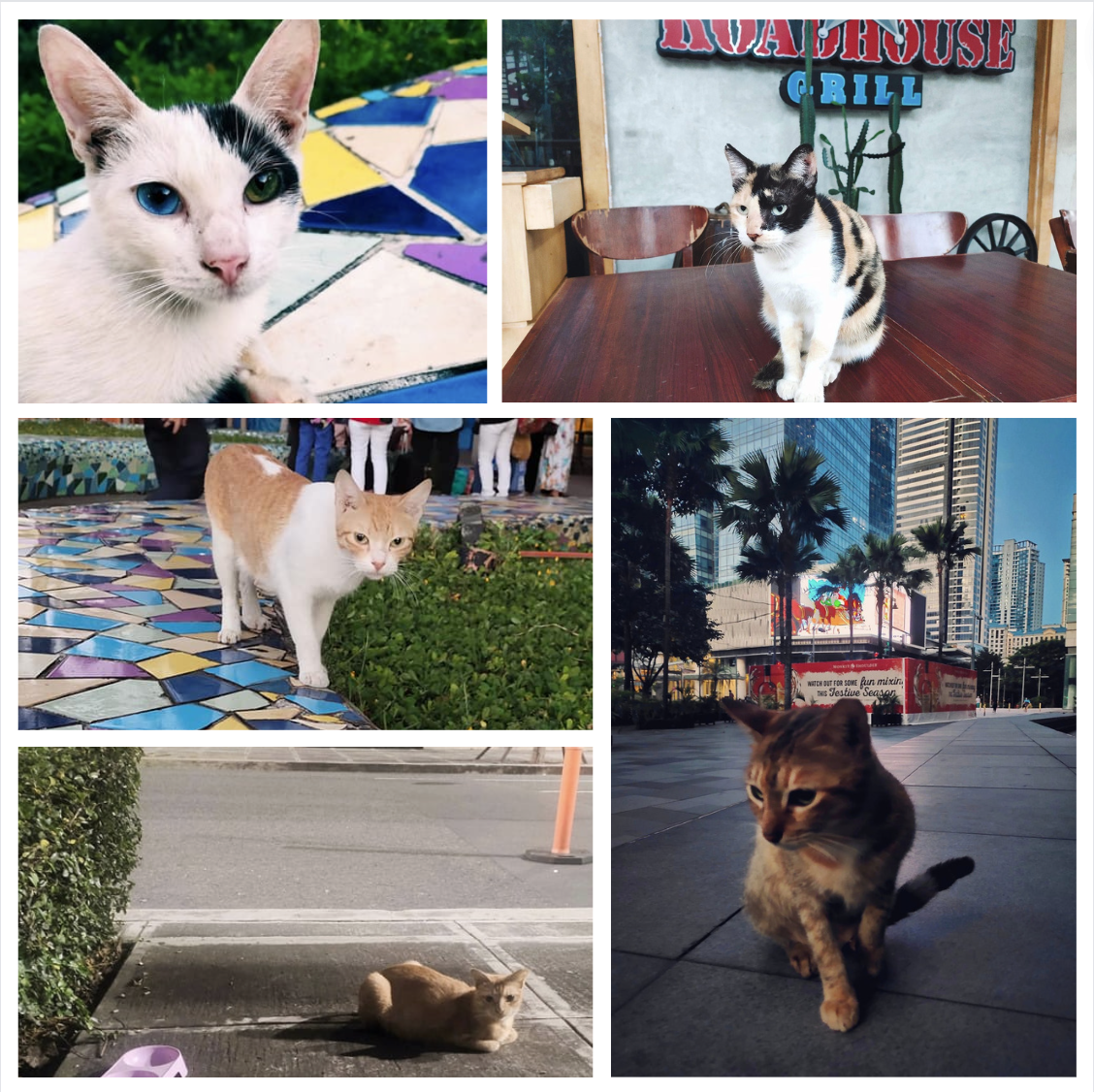 Adventures in Feeding BGC’s Super Adorable Stray Cats – The Daily Netizen